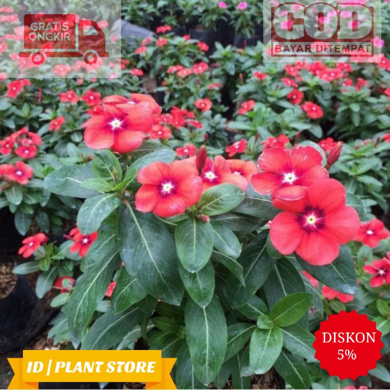 Jual Tanaman hias tapak dara merah-bunga vinca merah-tanaman hidup ...