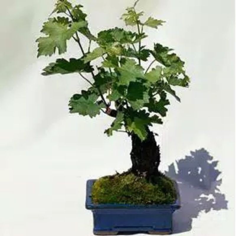 Jual Benih/biji bonsai anggur hitam Per (3 biji ) | Shopee Indonesia