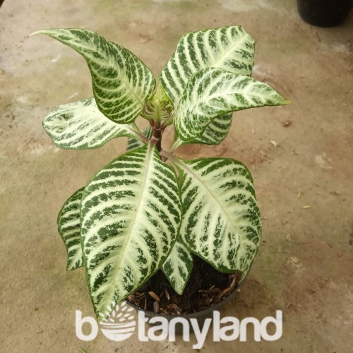 Jual Aphelandra Atau Zebra Plant - tanaman hias | Shopee Indonesia