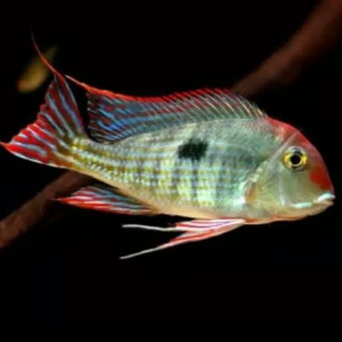 Harga Geophagus Terbaru Januari 2022 | BigGo Indonesia
