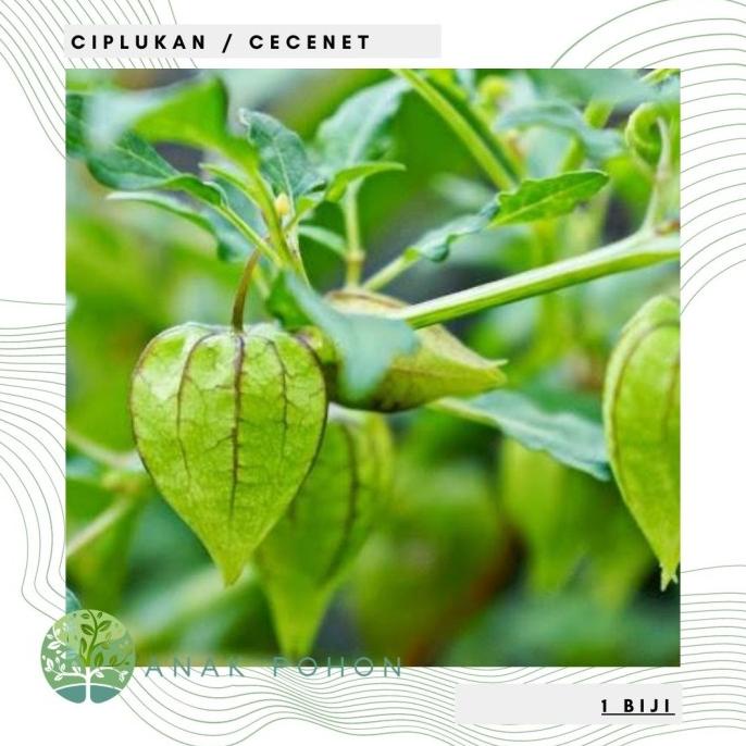Jual Benih Bibit Biji - Ciplukan Ceplukan Hijau Cecenet - Buah Jadul ...
