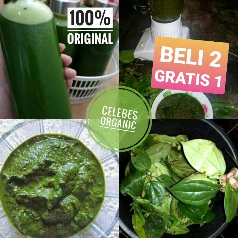 Jual Daun Bungkus Asli 100% Herbal Papua (Smilax Rotundifolia ...