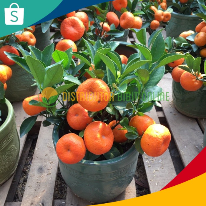 Jual pohon jengjeng Harga Terbaik & Termurah September 2022 | Shopee ...