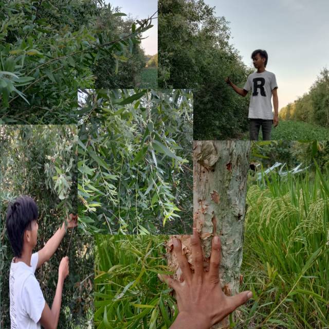 Jual Daun Minyak Kayu Putih Eucalyptus / Cajuput Oil 5kg Indonesia|Shopee Indonesia