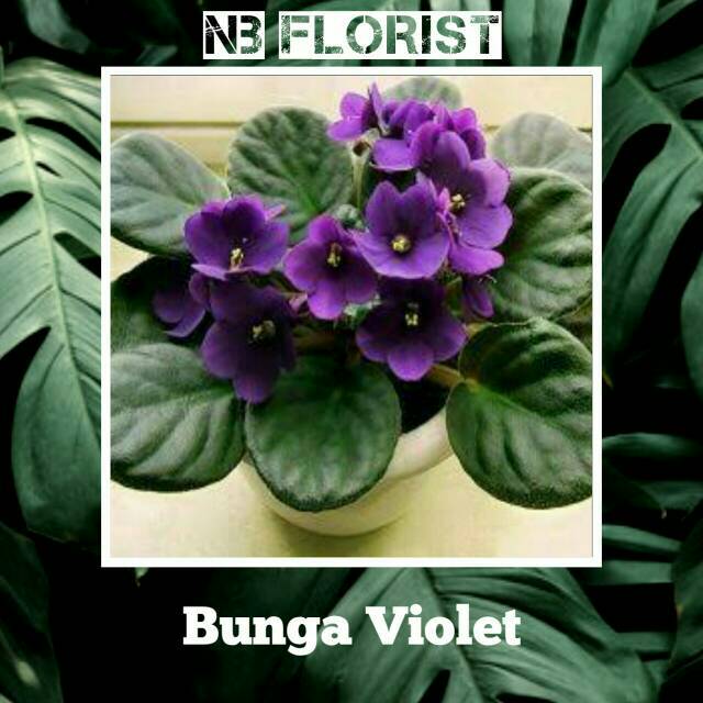 Kumpulan 30+ Tanaman Bunga Violet Populer - Informasi Seputar Tanaman Hias