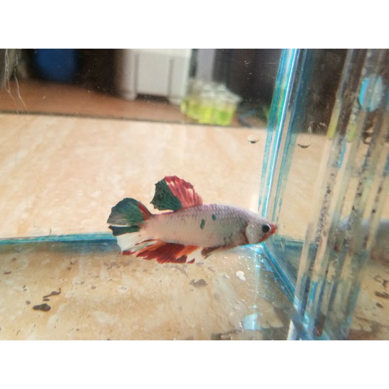 Jual Ikan Cupang Male FCCP | Shopee Indonesia