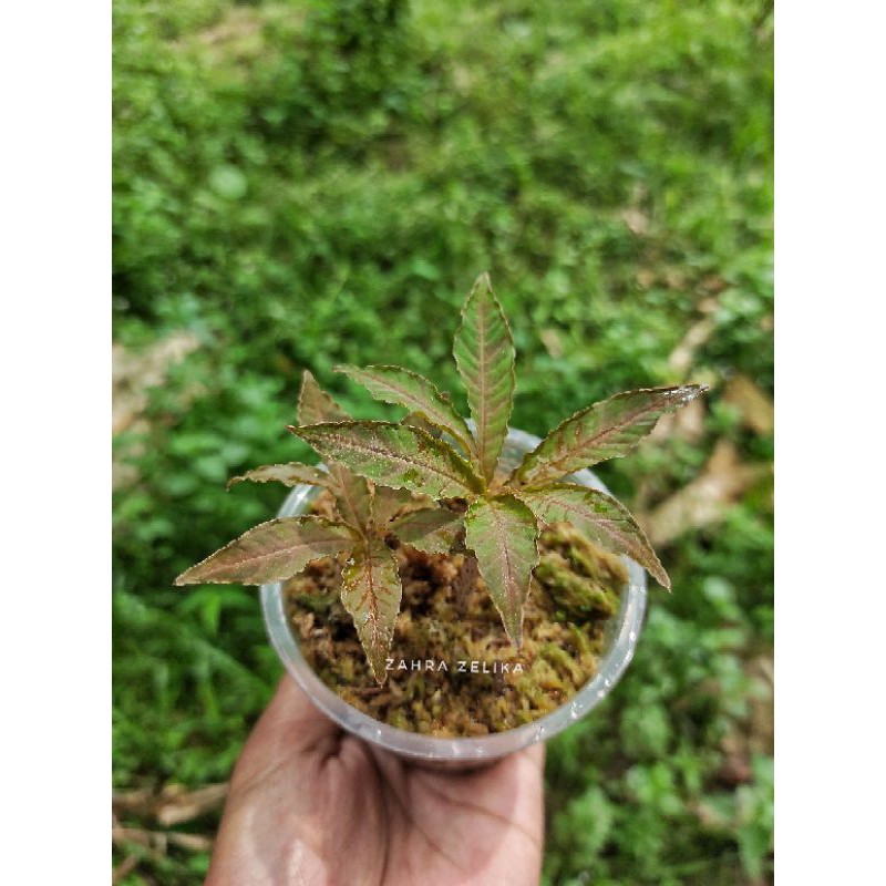 Jual Amorphophallus pendulus sp | Shopee Indonesia