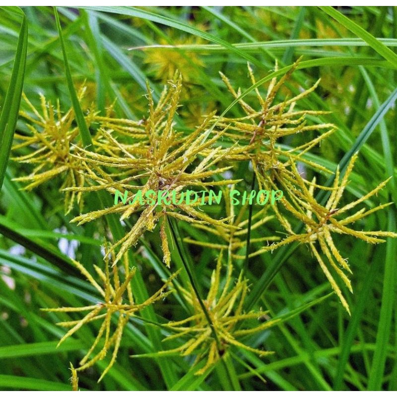 Jual RUMPUT TEKI KUNING UTUH | CYPERUS ESCULENTUS | Shopee Indonesia