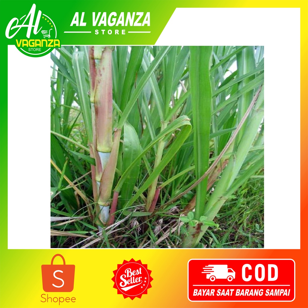 Jual Bibit Tanaman Rumput ODOT KOLONJONO RUMPUT GAJAH - Per 100 pcs ...