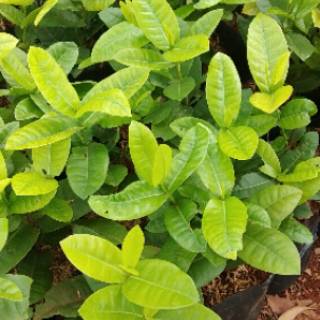 Jual Pohon soka hawai | Shopee Indonesia