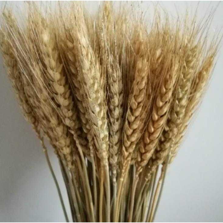 Rangkuman Contoh Bunga Gandum Dari Sedotan Limun yang Banyak Dicari ...