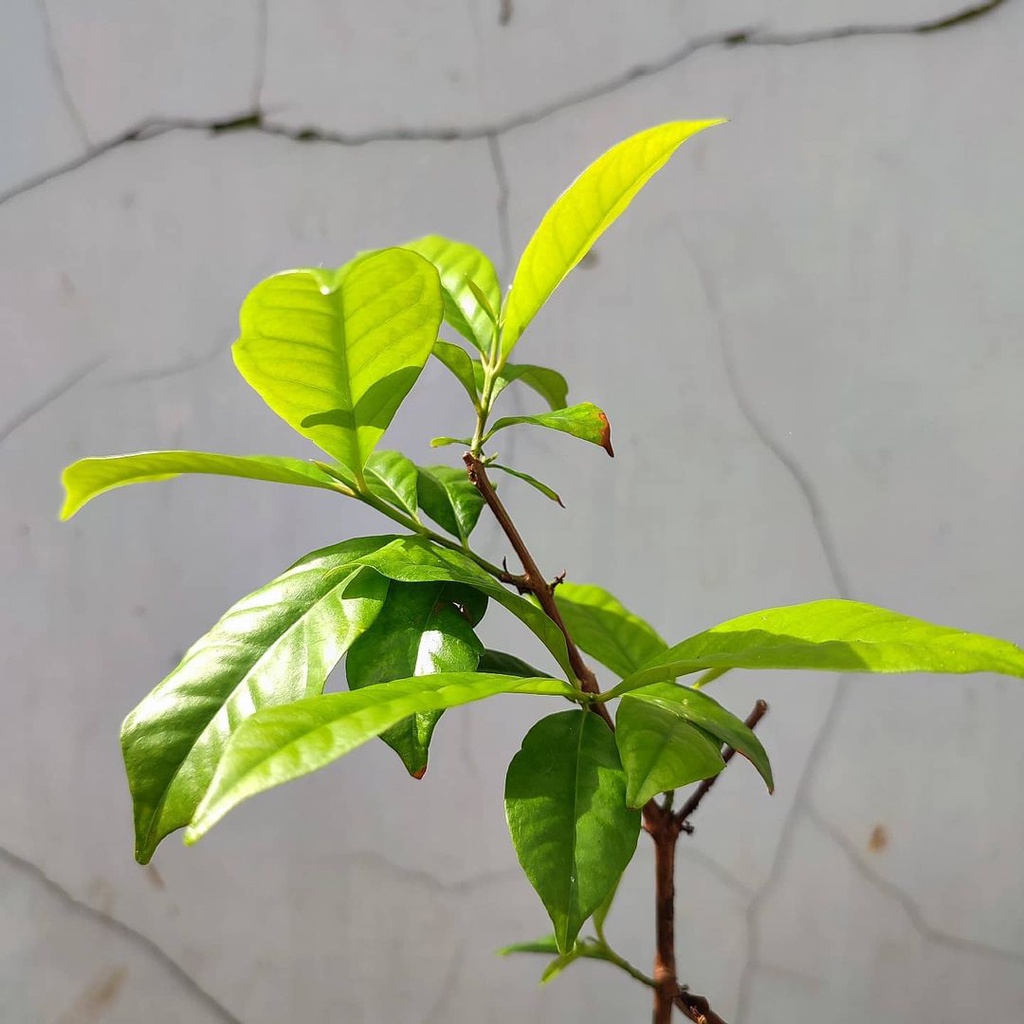 Jual Tanaman herb daun salam / pohon salam ( bisa buat bumbu masak ...