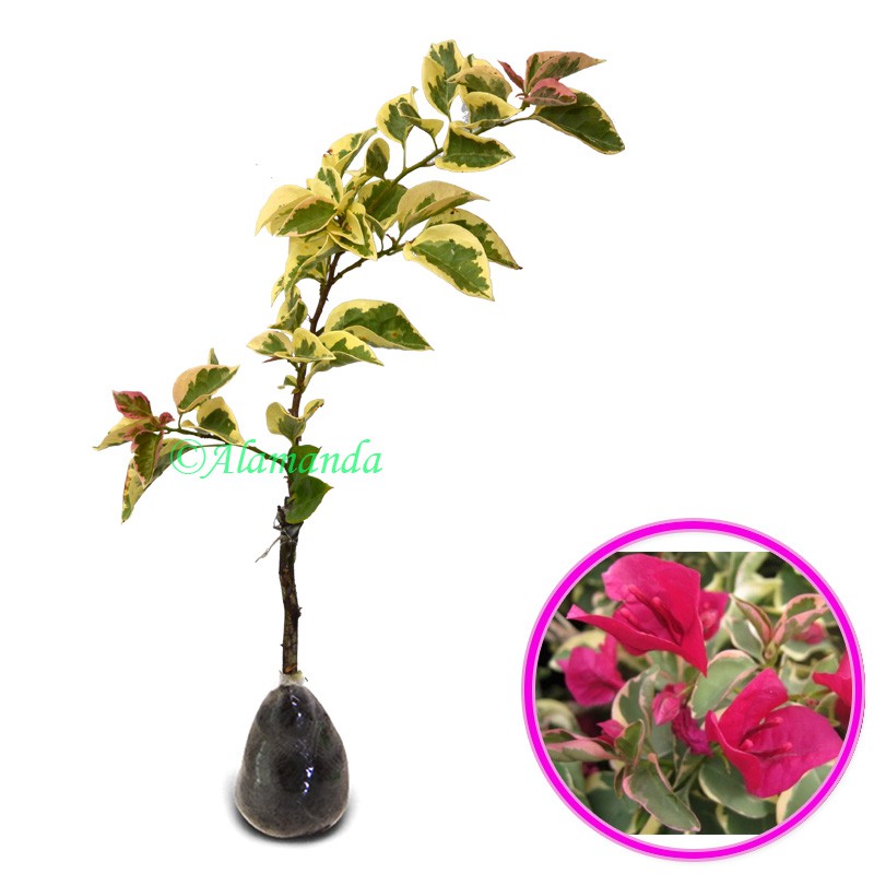 Jual Tanaman Hias Bougenville Merah Variegata ( Bunga Kertas ) | Shopee ...