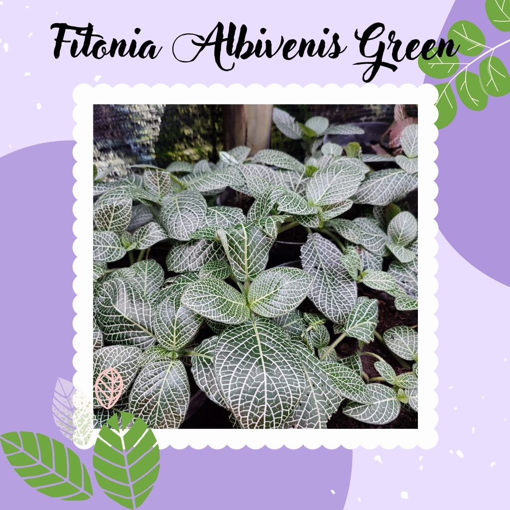 Jual Bunga Fittonia Albivenis Green Tanaman Hias Fitonia Daun Besar ...