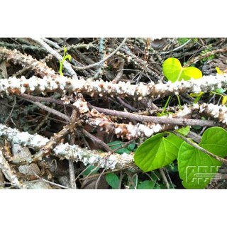 Jual Batang brotowali segar 1kg batrawali/bratawali herbal bisa ditanam ...