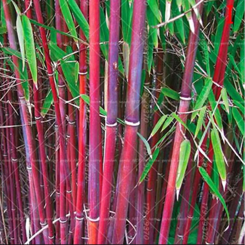 Jual Benih Biji Bambu merah F1 sangat langka | Shopee Indonesia