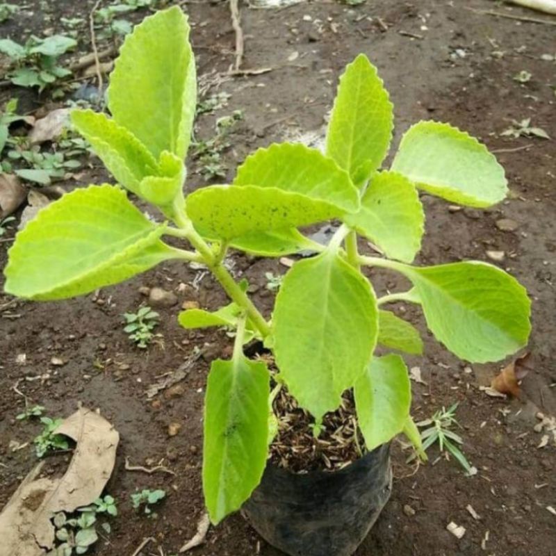 Jual tanaman jinten/jintan/tanaman herbal jintan/bibit pohon jintan ...