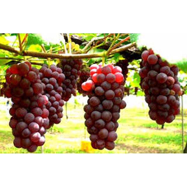 Jual Benih Bibit Anggur/ Biji Tanaman Buah Anggur Merah ( Import ...