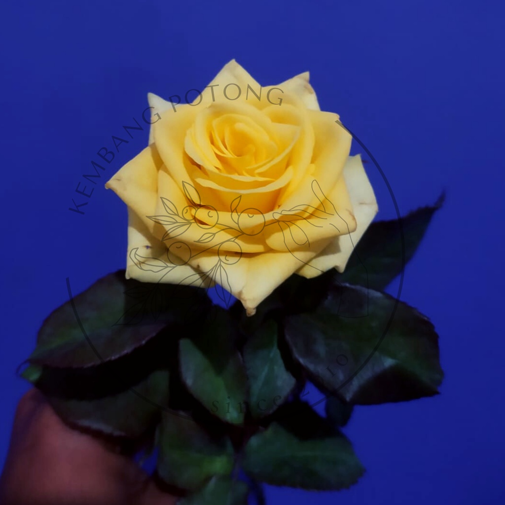 Jual Bunga MAWAR POTONG LOKAL Segar Mawar Full Kuning / Yellow ( 30 cm ...