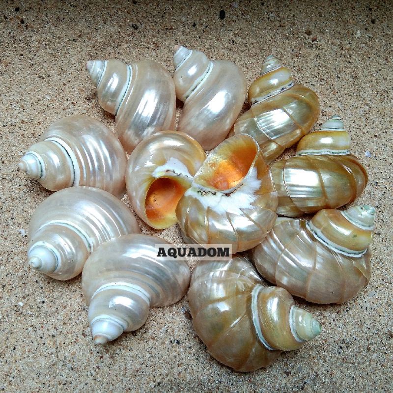 Jual CANGKANG KELOMANG TURBO ARGYROSTOMUS PEARL CANGKANG KERANG | Shopee Indonesia