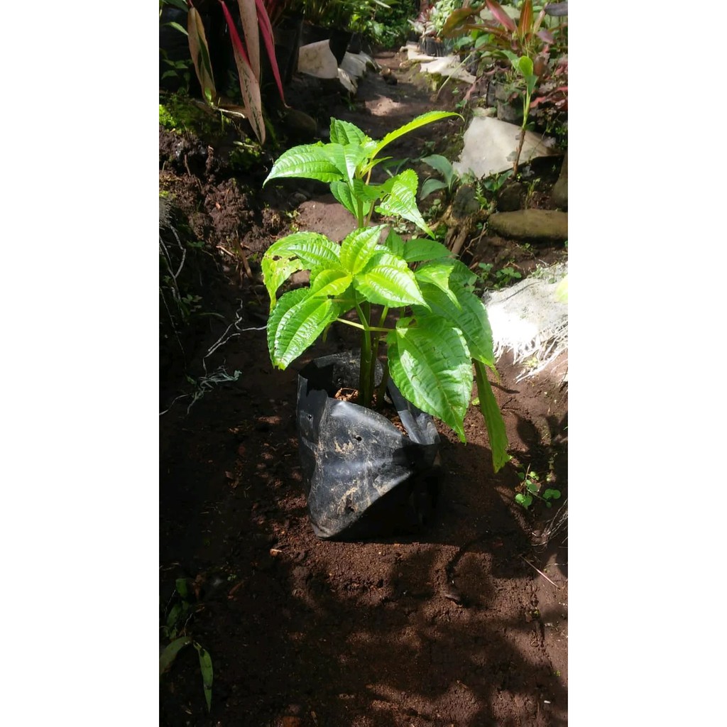 Jual Bibit Pohpohan - Daun Pohpohan Tanaman Herbal Bahan Obat Herbal ...