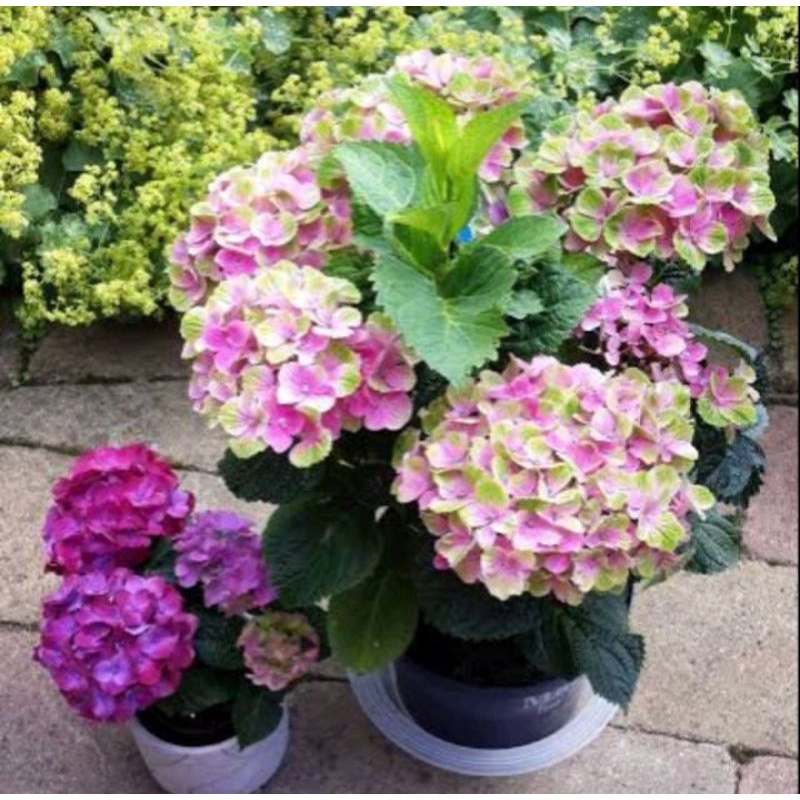 Jual Tanaman Hias Bunga Hortensia/Hidragea/Pancawarna | Shopee Indonesia