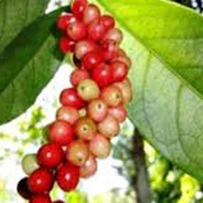 Jual Langka Bibit Tanaman Wuni atau Buni | Shopee Indonesia