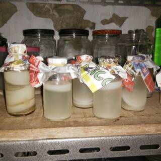 Jual BIBIT NATA DE COCO, STARTER NATA decoco || bakteri Acetobacter ...