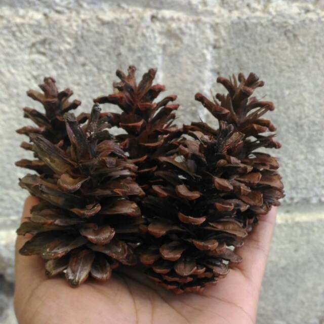 Jual Bunga pinus Indonesia|Shopee Indonesia