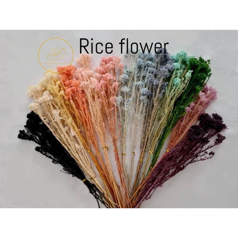 Jual Rice Flower Per Pack | Shopee Indonesia
