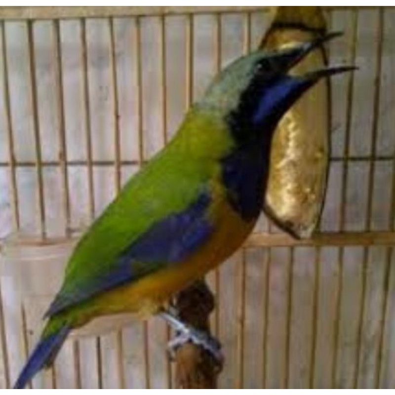 Jual cungko jantan rajin suara bagus | Shopee Indonesia