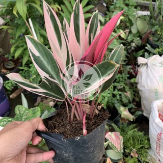 Jual Meranti Bali Bunga Meranti Bali Bibit Tanaman Meranti Bali ...