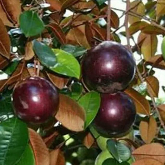 Jual Uk1 Bibit Tanaman Buah Mangga Budi Raja Terbaik! | Shopee Indonesia