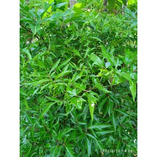 Jual daun kedondong laut/daun berlangkas per 250 gram | Shopee Indonesia