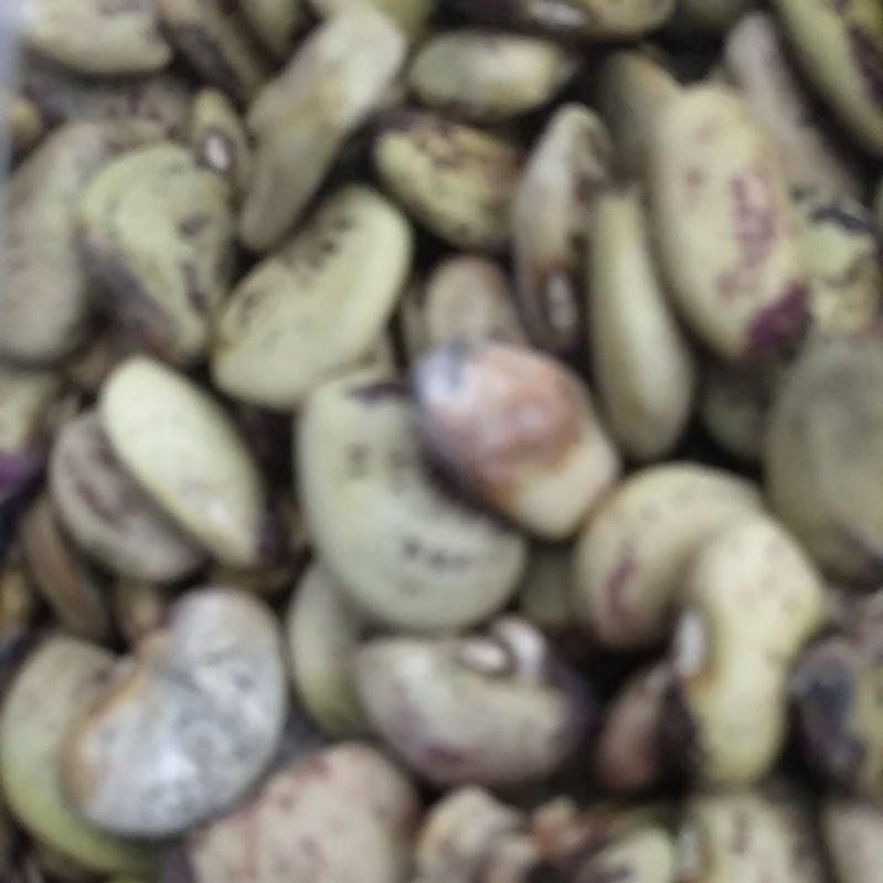 Jual Benih Kara putih sayur Roay | Shopee Indonesia