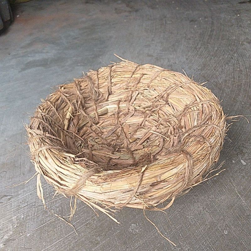 Jual sarang telur burung perkutut/tarangan burung bertelur/petarangan ...