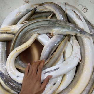 Jual Ikan Cunang Ikan Remang Ikan Laut Segar Seafood Hasil Laut Segar 1 ...