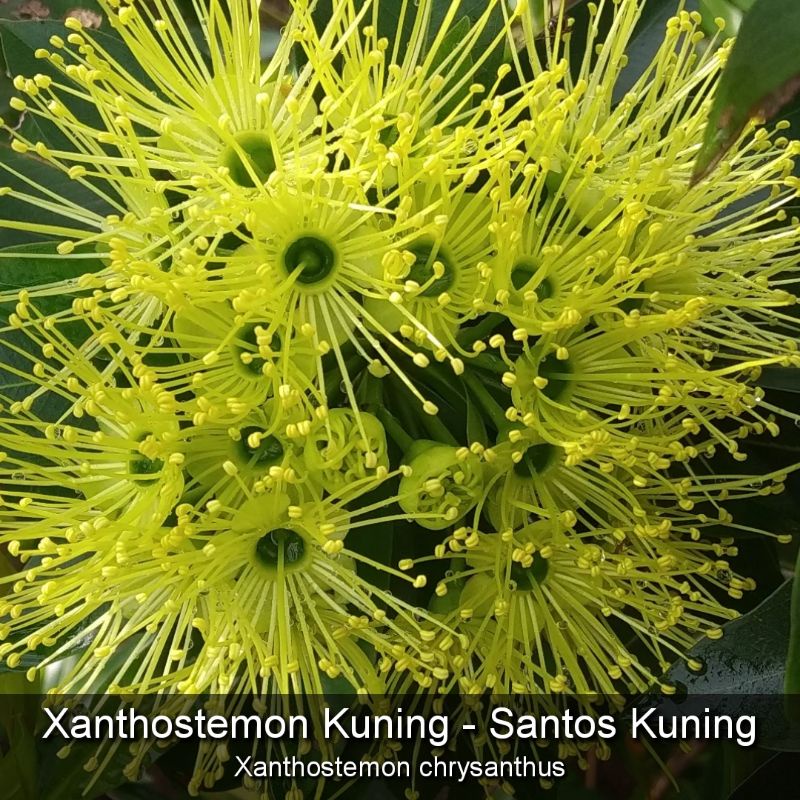 Jual Tanaman Bunga Santos Kuning - Xanthostemon Chrysanthus - Golden ...