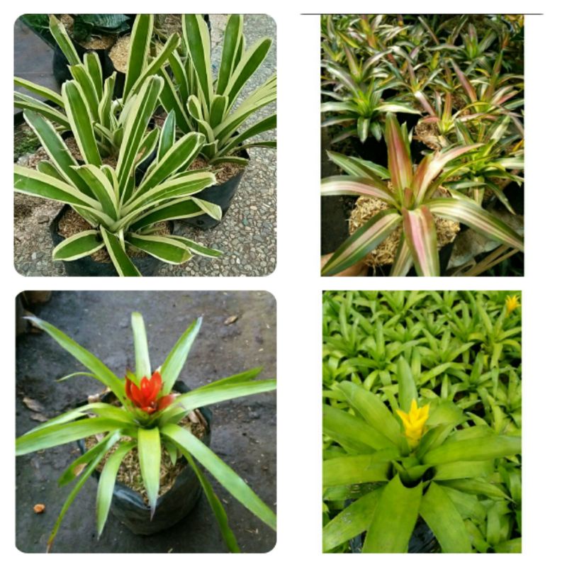 Harga macam2 tanaman hias Terbaru Des 2024 |BigGo Indonesia