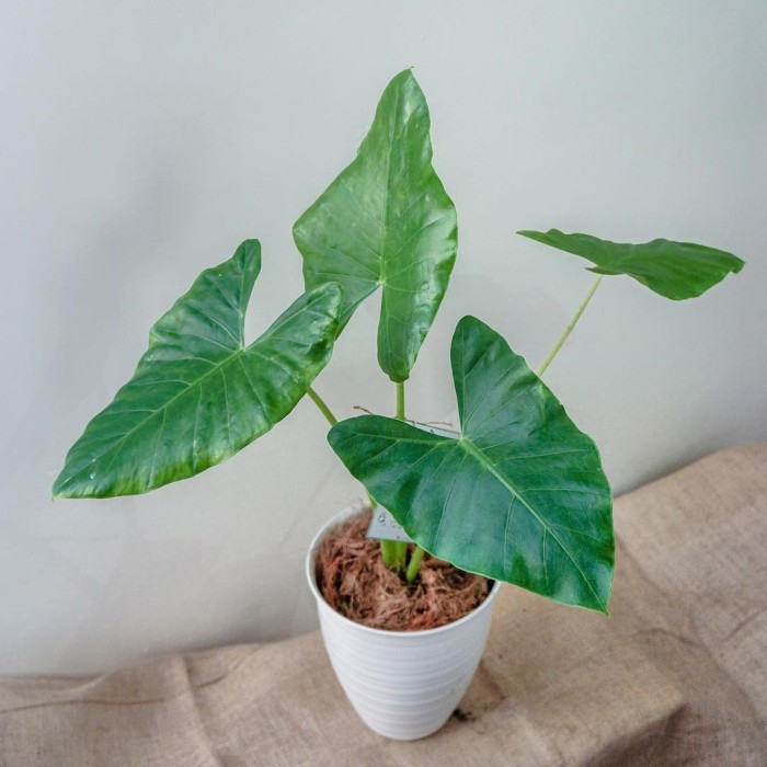 Jual tanaman hias sente hijau macrorrhiza - pohon sente hijau | Shopee ...