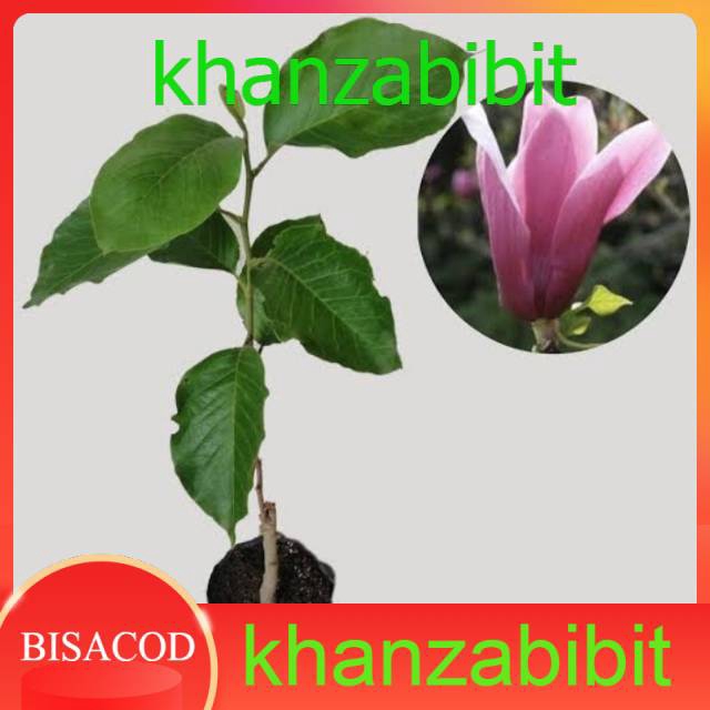 Jual Bibit cempaka merah kuning ungu putih (WISATA FLORA) | Shopee ...