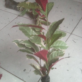 Jual Sambang Darah Merah Putih/ Tanaman Hias Sambang Darah Mantab ...