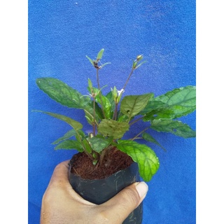 Jual Tanaman Herbal Gempur Batu | Shopee Indonesia