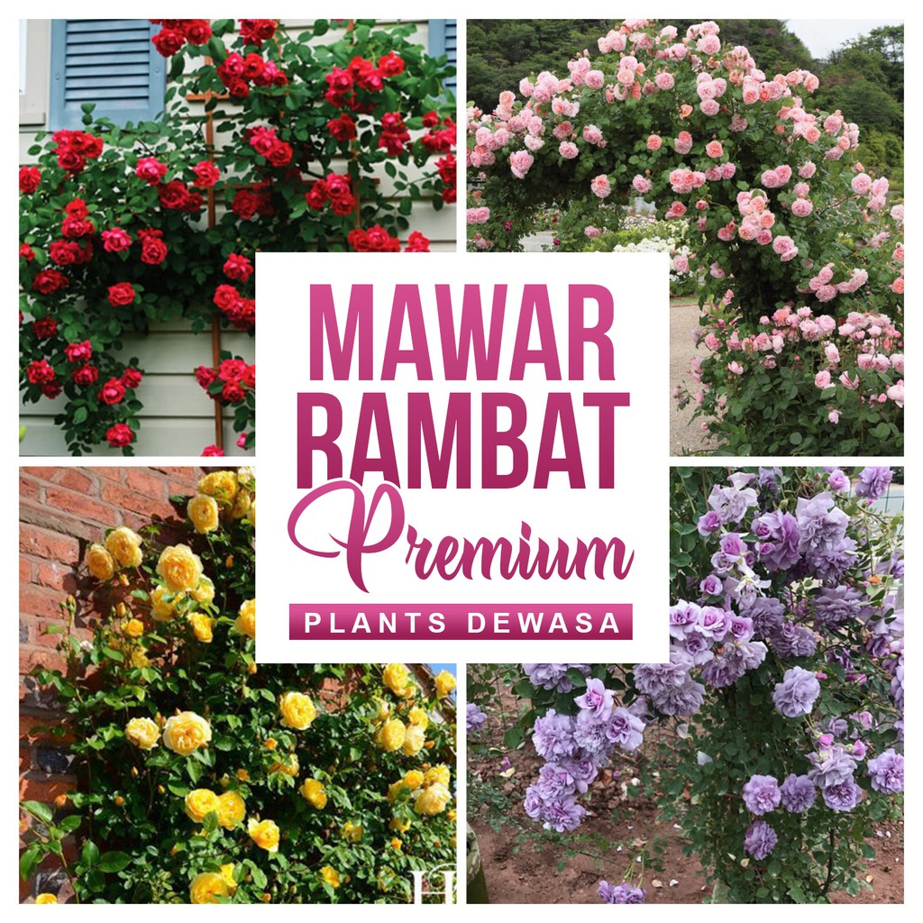 Jual MAWAR RAMBAT - CLIMBING ROSE - RED EDEN - JULIE ANDRIEU - CLAIRE ...