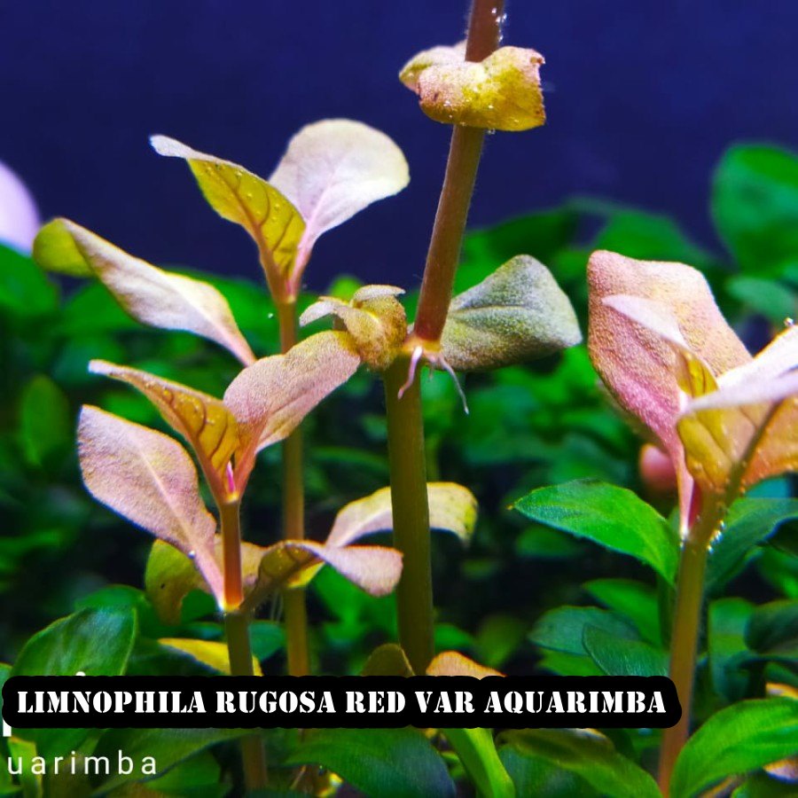 Jual limnophila rugosa Red Var Aquarimba ( tanaman Aquascape ) | Shopee ...