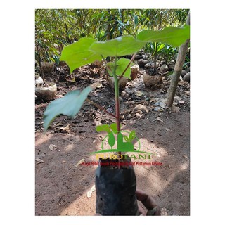 Jual Biji Balsa Bibit Tanaman Kayu Balsa 500 gram | Shopee Indonesia