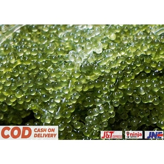 Jual Anggur laut Hijau ( Sayur Laut Segar ) | Shopee Indonesia