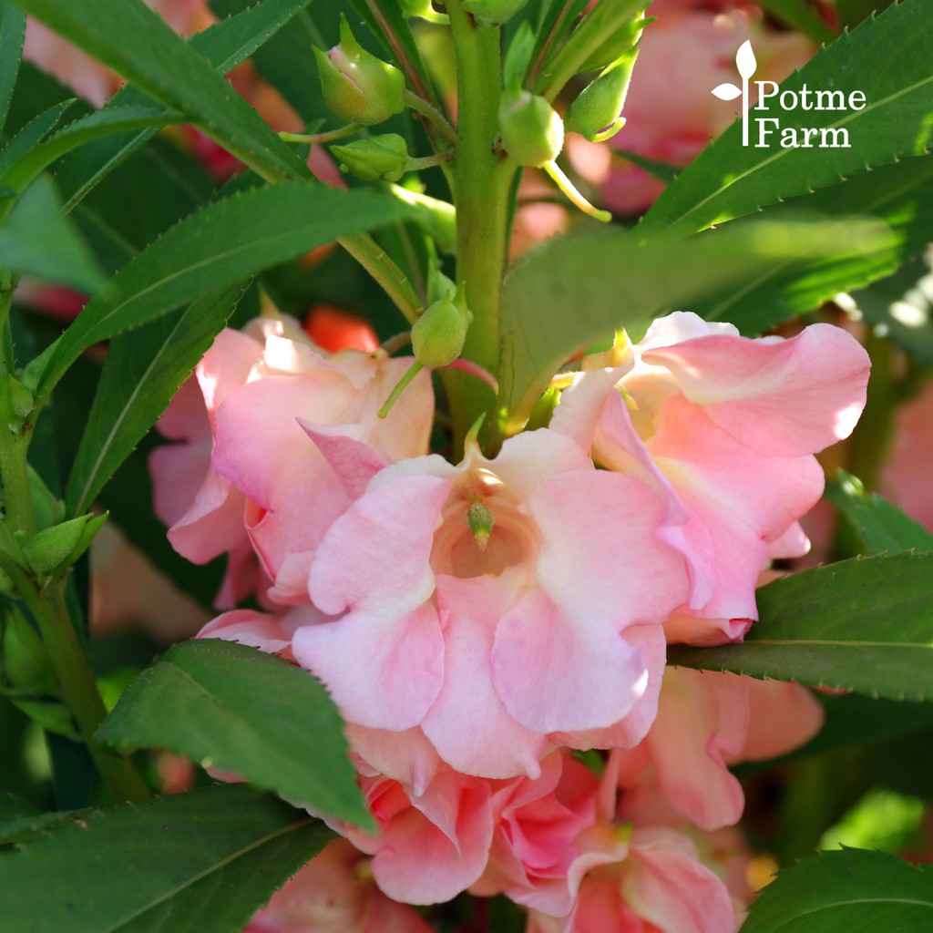 Jual Benih Bunga Pacar Air Pink Ella (Potme Farm) | Shopee Indonesia