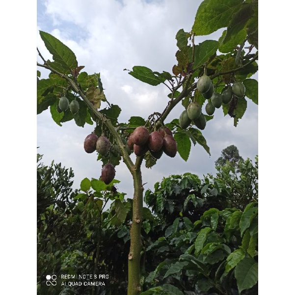 Jual terong Belanda muda / tamarillo fresh organik 1 kg Indonesia ...