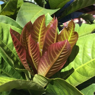 Jual bibit pohon putat / lalapan herbal yang melegenda lalapan khas ...